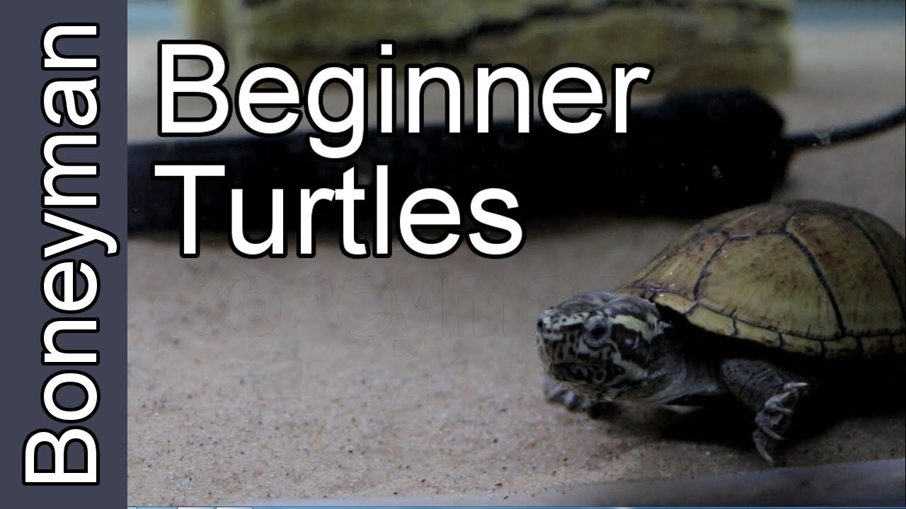 Turtles For Beginners Youtube