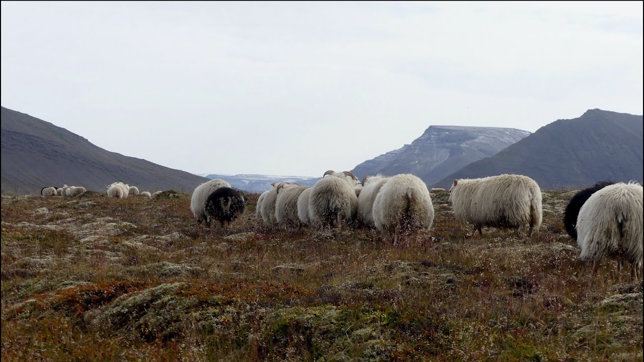 Icelandic Sheep Herding Smölun Dýrafjörður Fall 2018 Youtube