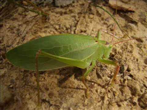 Katydid Sound The Strange Bug That Makes The Clicking Sound At Night