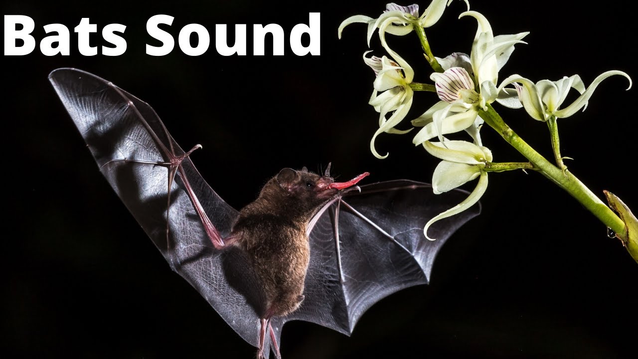 Bats Sound Youtube