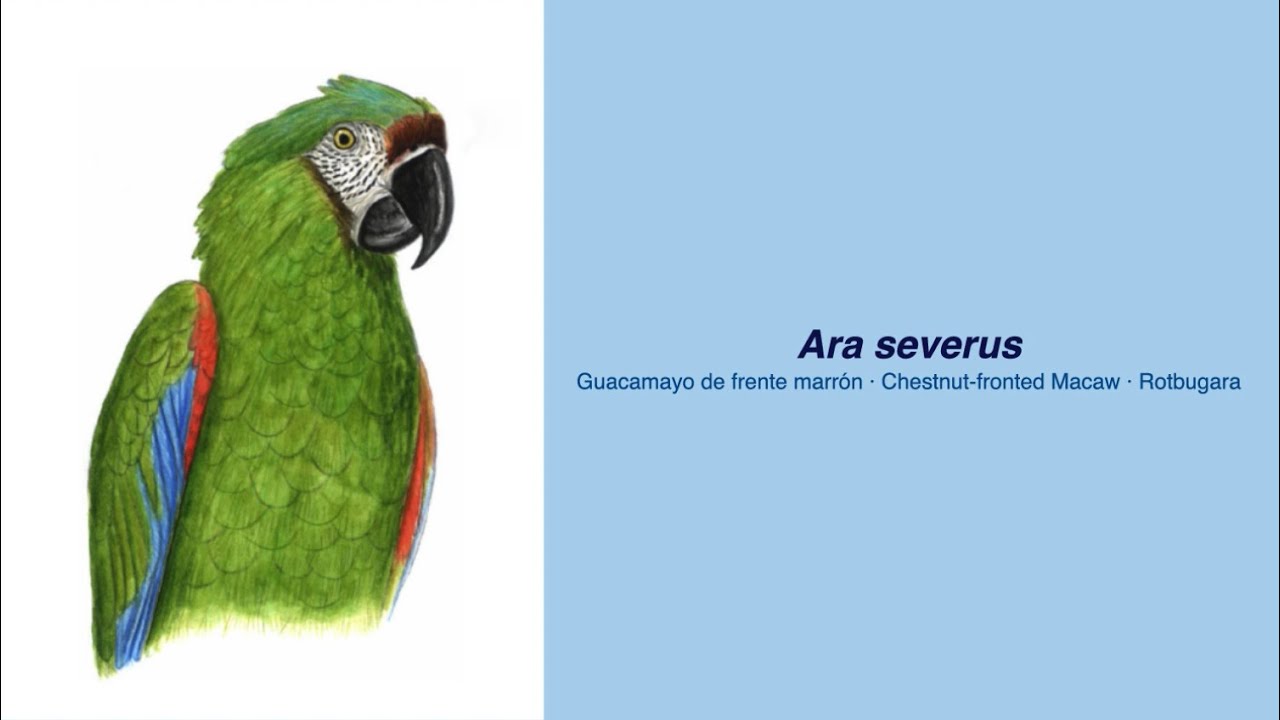 Video Encyclopedia Of Parrot Species 190 Ara Severa Youtube