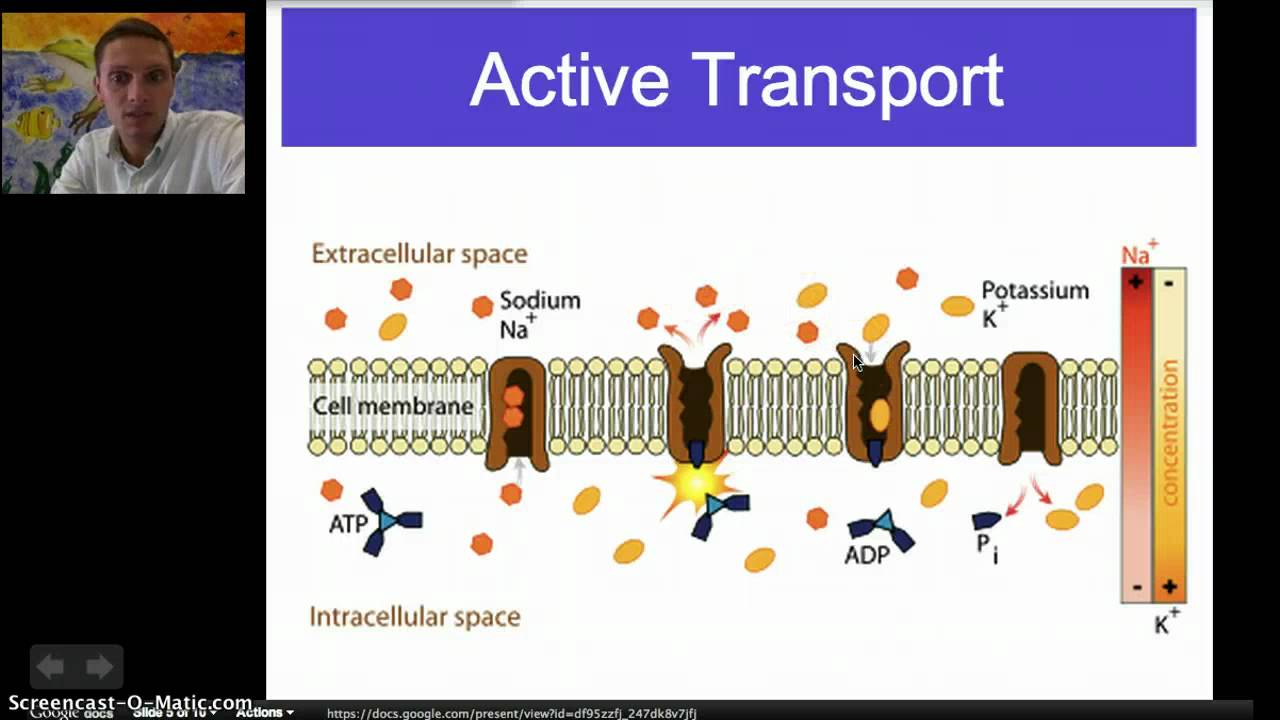 Active Transport Youtube