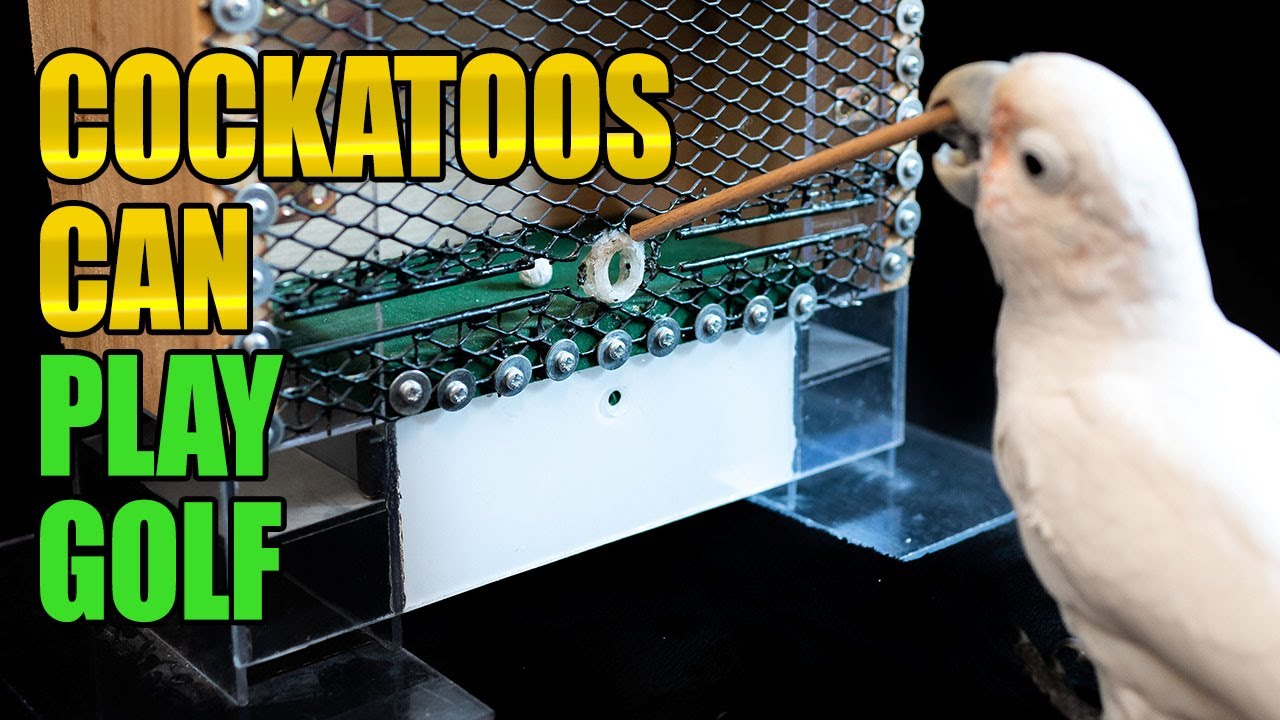 Cockatoos Learn To Play Golf Youtube
