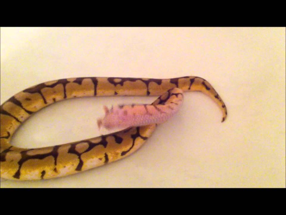 Ball Python Wobble Youtube
