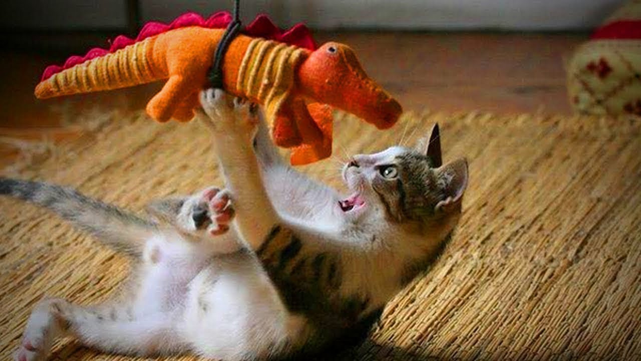 Funny Cats Videos Compilation 75 Youtube