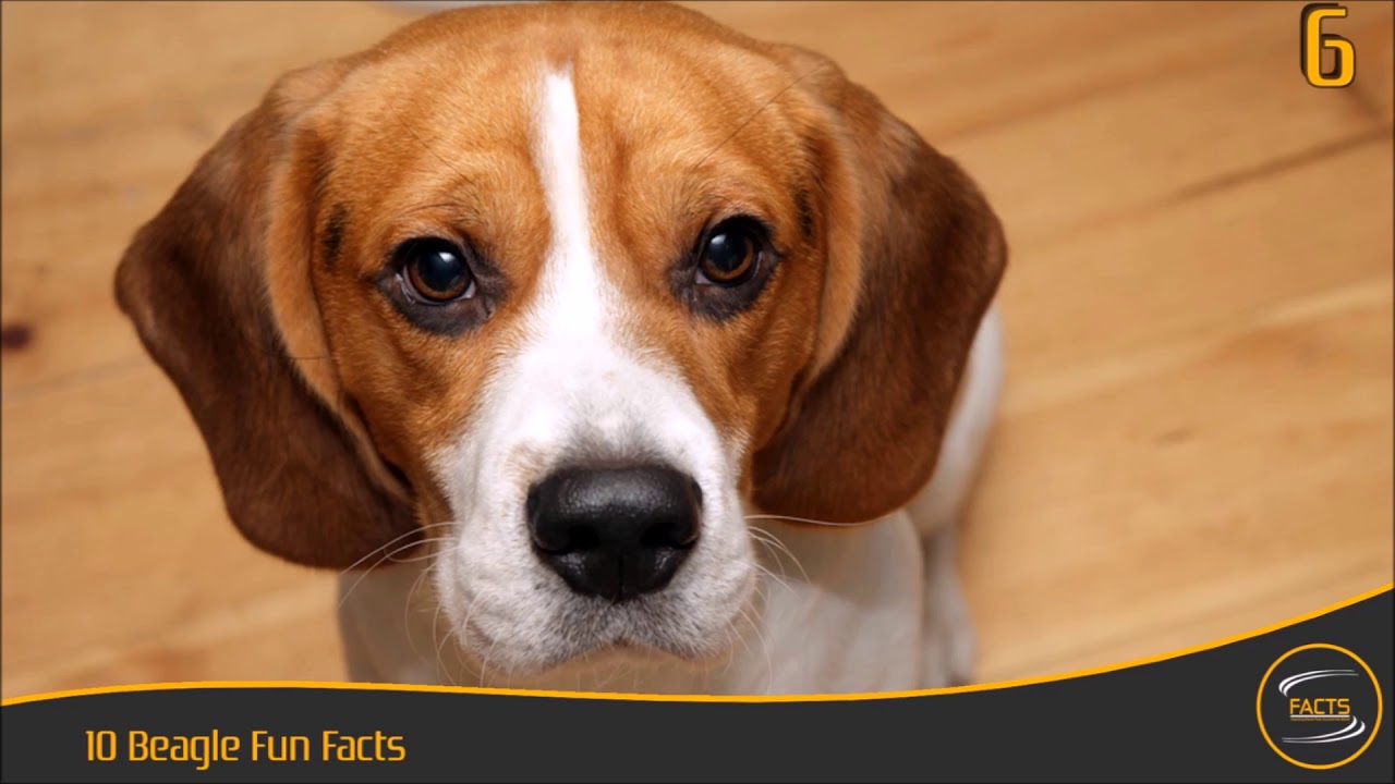 10 Beagle Fun Facts Youtube