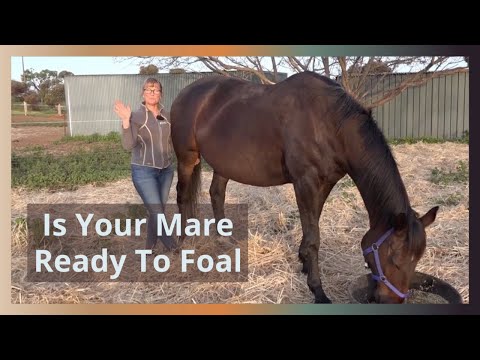 Do Mares Get Diarrhea Before Foaling