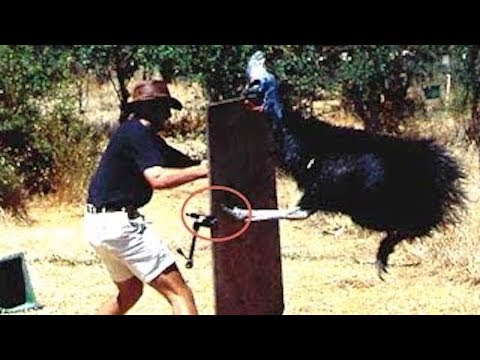 When Cassowaries Attack Youtube
