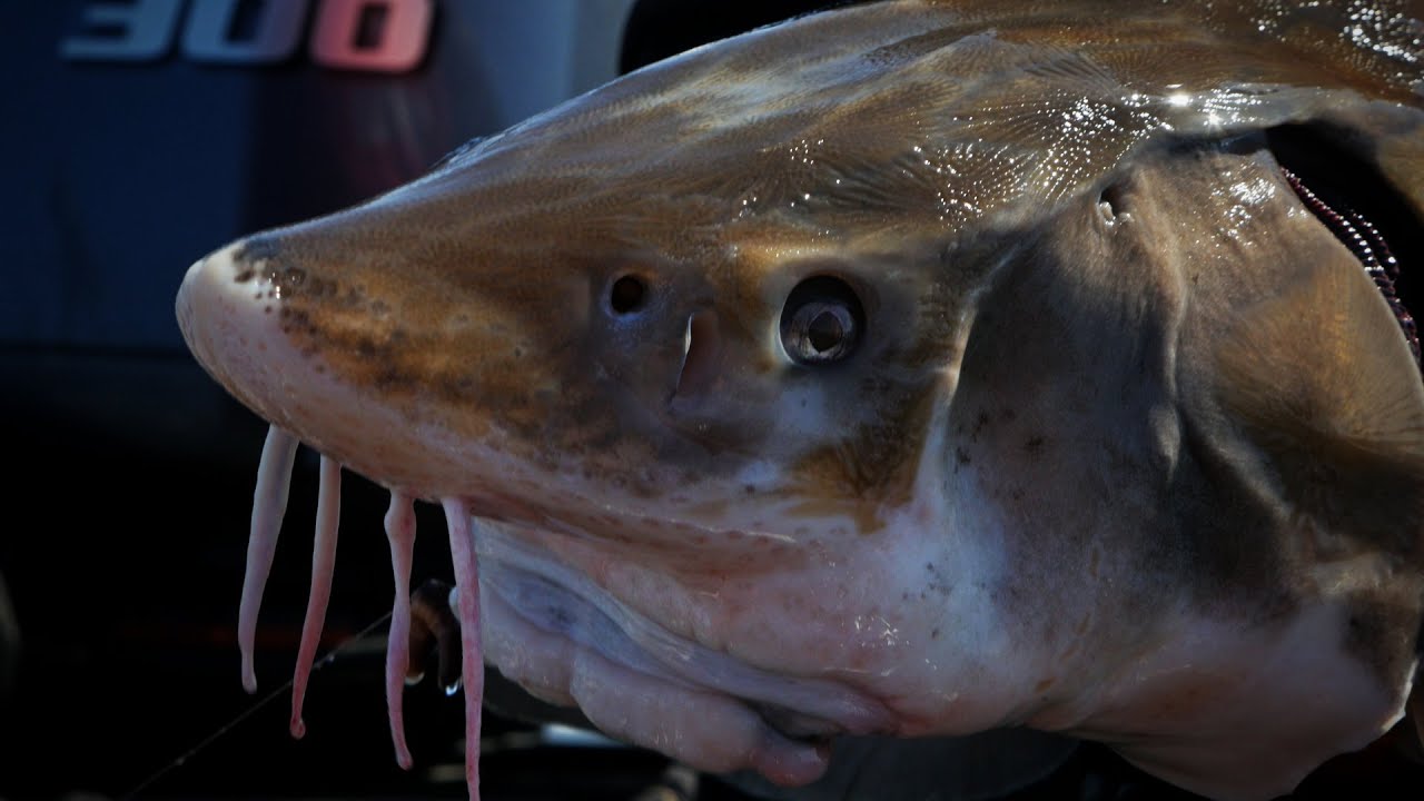 Rainy River Sturgeon In Depth Outdoors Season 9 Episode 20 Youtube