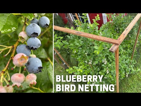 How To Cover Blueberry Bushes With Bird Netting