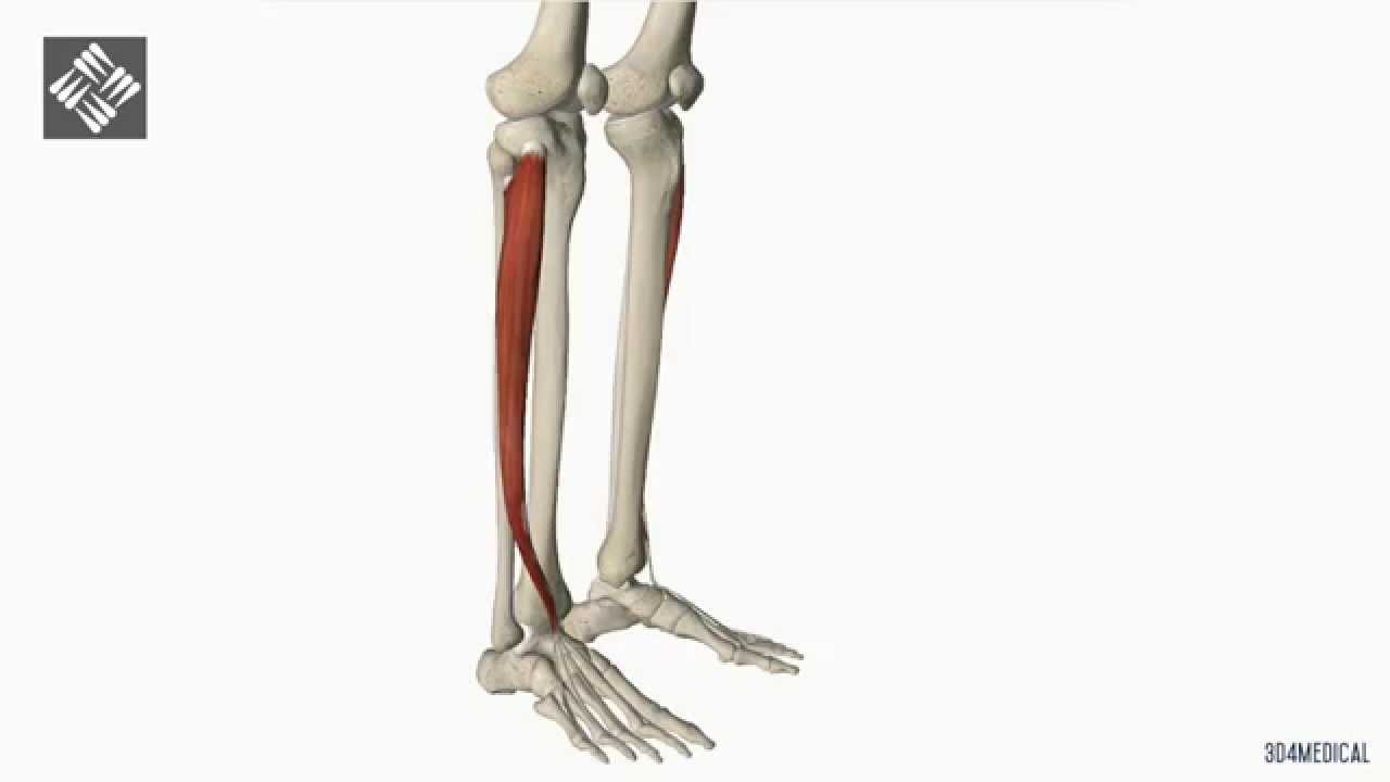 Músculo Extensor Largo Del Dedo Gordo