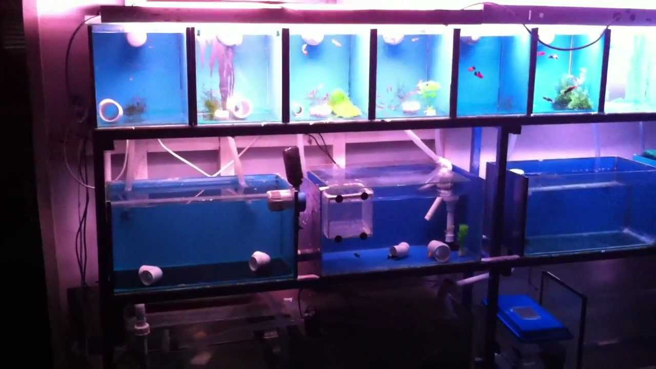 Fish Breeding Setup Youtube