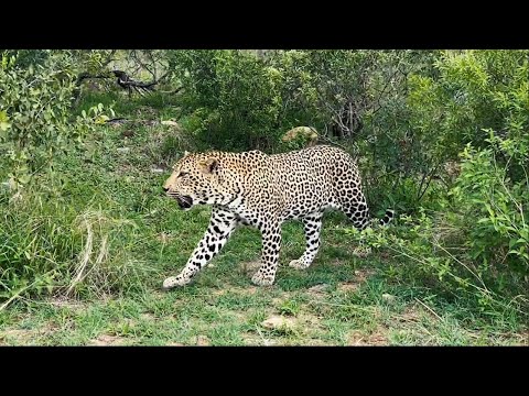 Incredible Encounter With A Male Leopard At Kruger Park Youtube