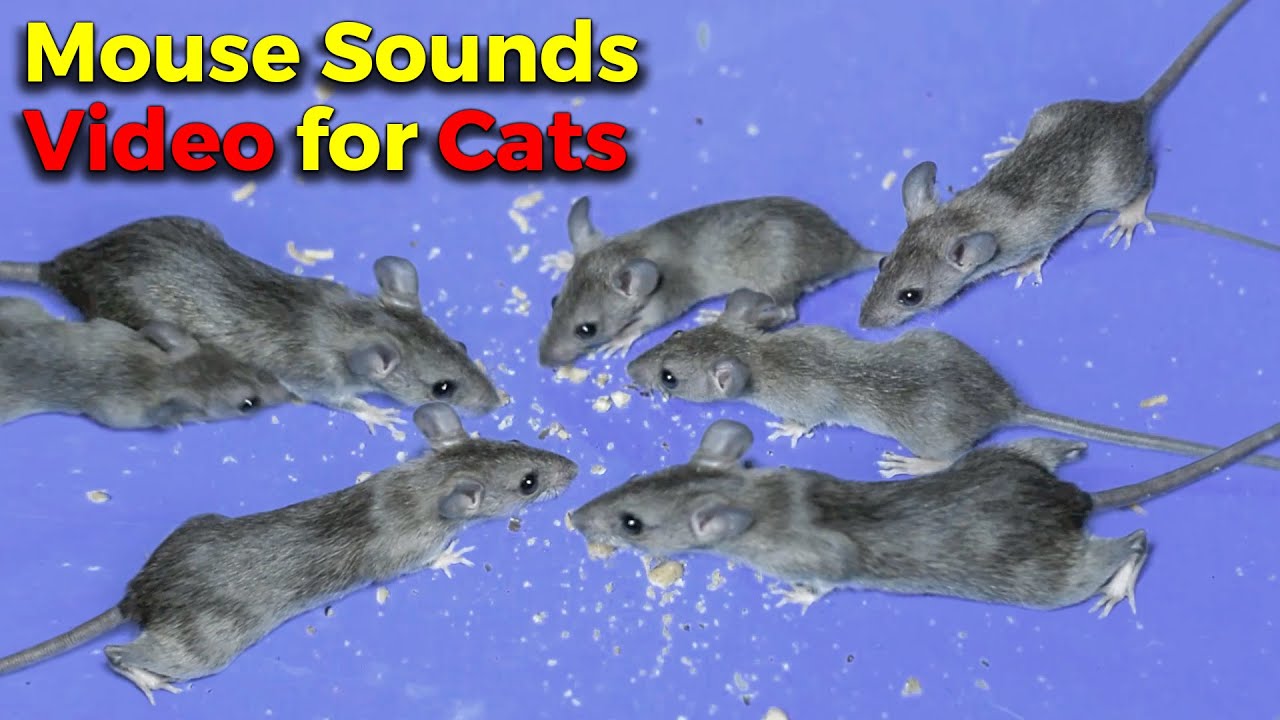 Videos For Cats To Watch Mouse Sounds Rat Sound Tv For Cats