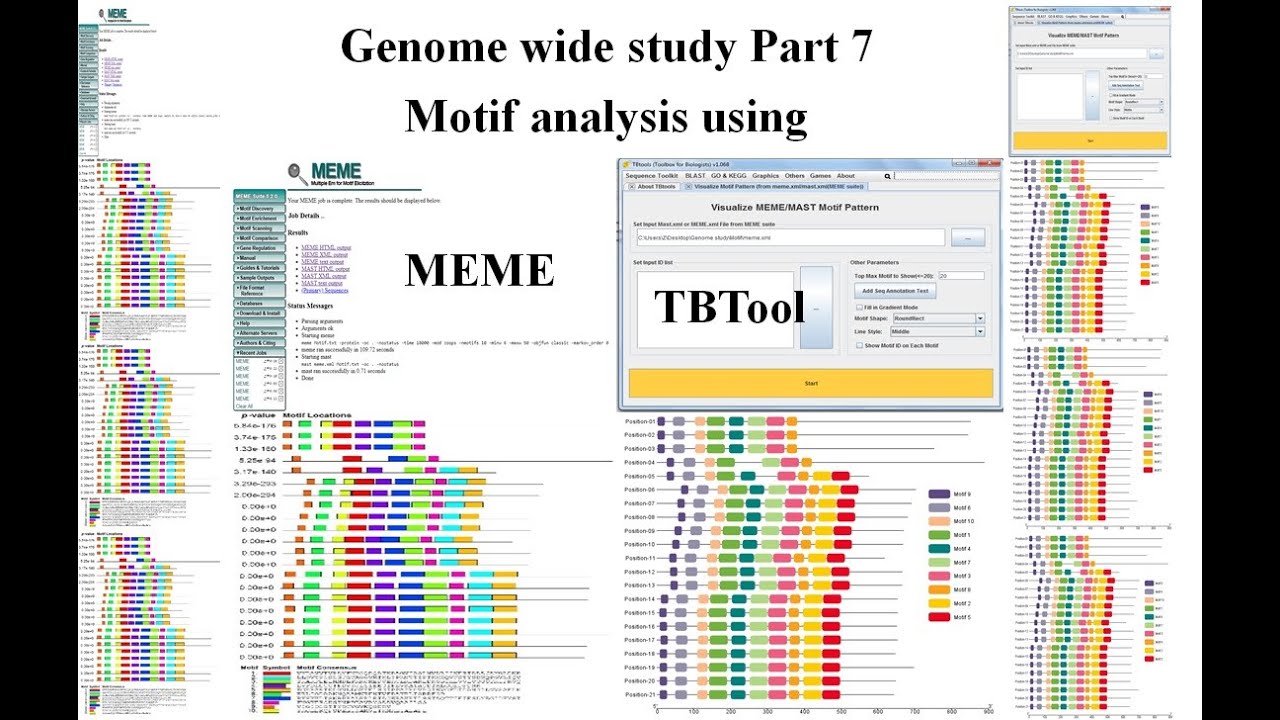 Genome Wide Study Part 7 Motif Analysis Meme Youtube