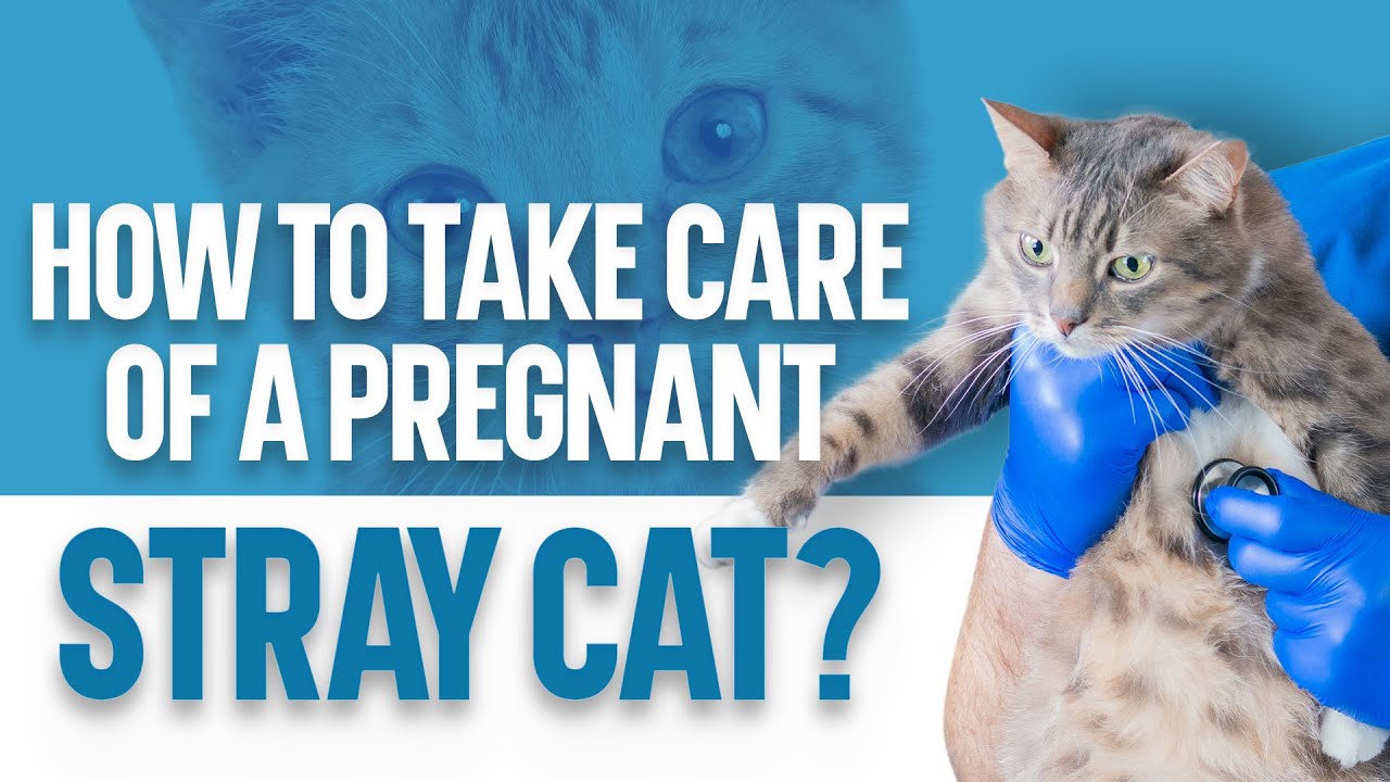 How To Care For A Pregnant Stray Cat Housepetscare