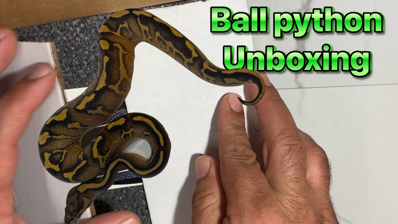 Ball Python Unboxing Youtube