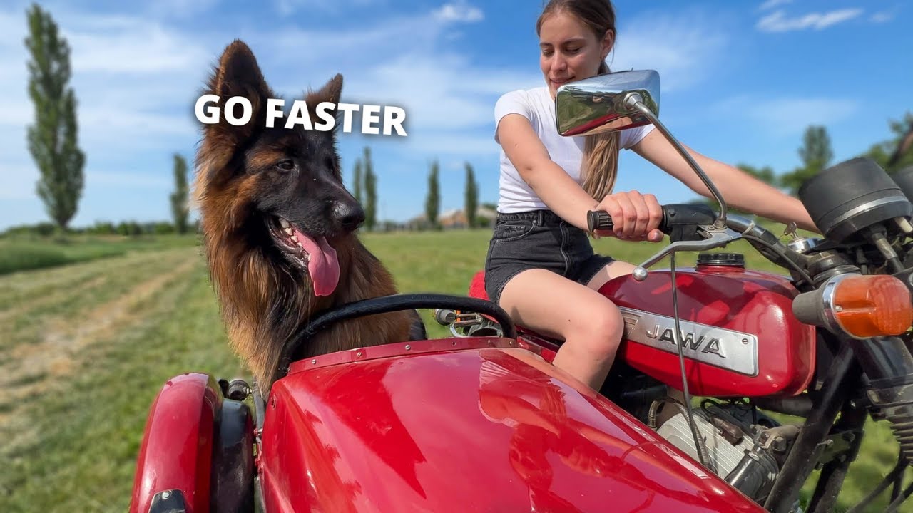 My Dogs Best Reactions L Funny Dog Videos 3 Youtube