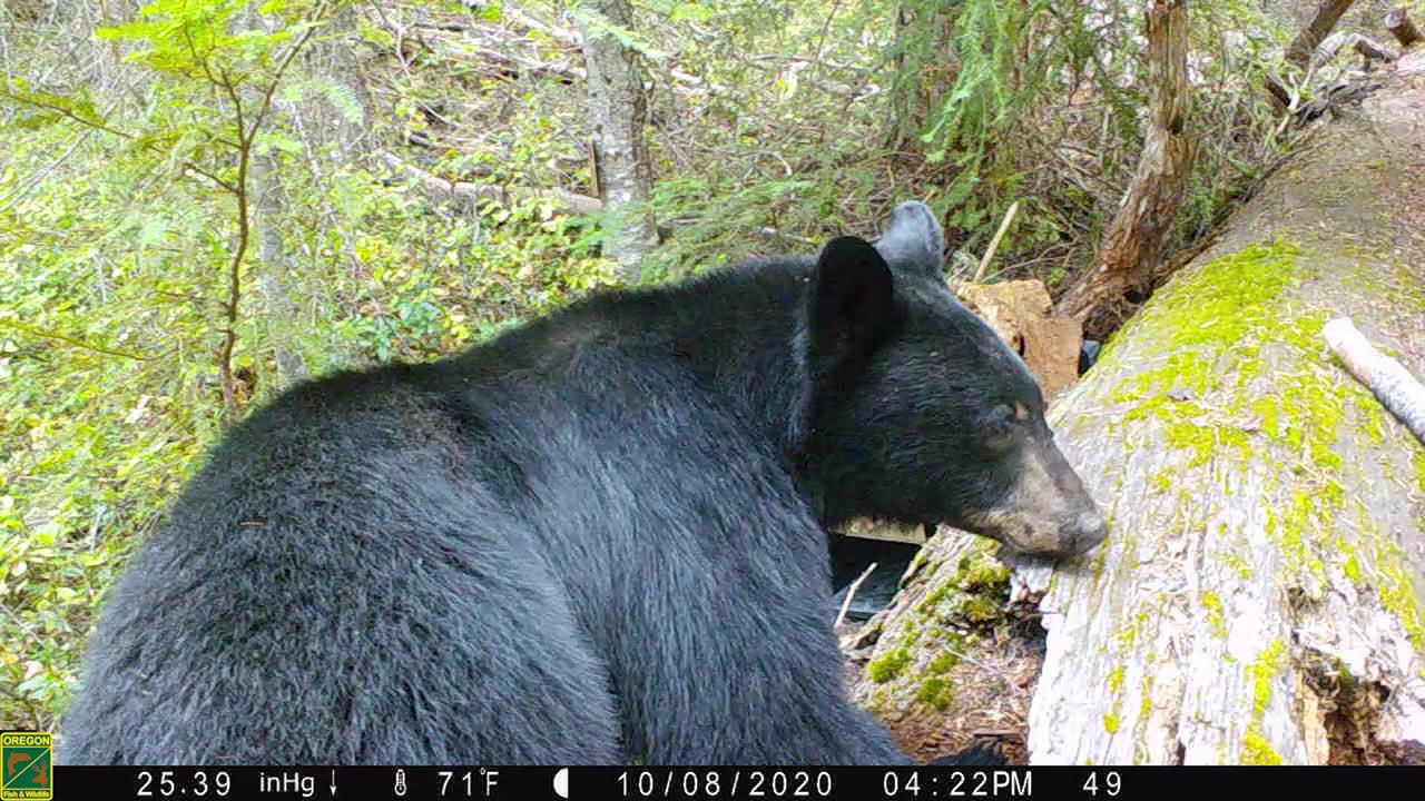 Researching Fisher And A Black Bear Shows Up Youtube