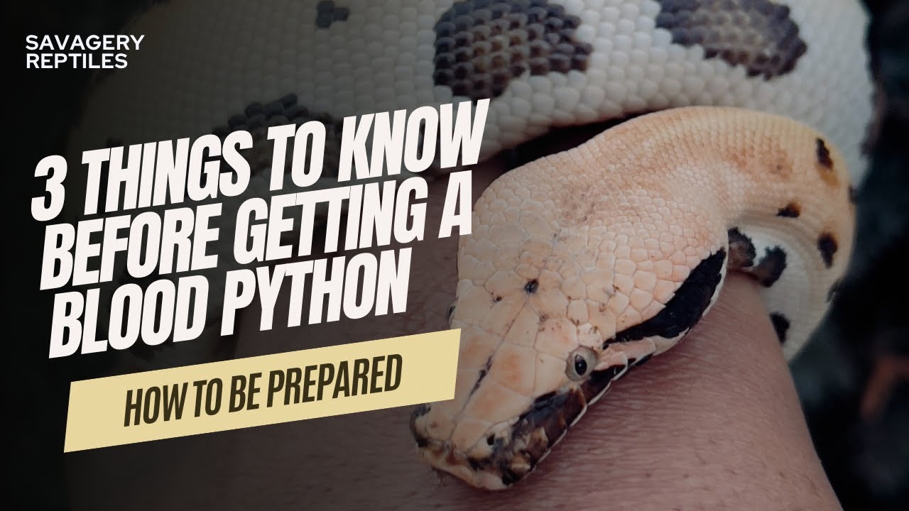 3 Things To Know Before Getting A Blood Python Youtube