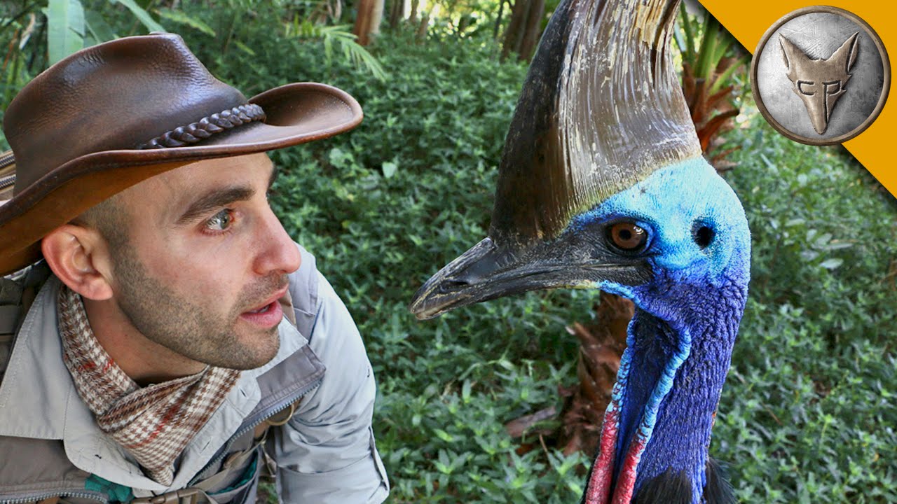 Cassowary Attack A Florida Man Has Been Killed By His Pet Cassowary