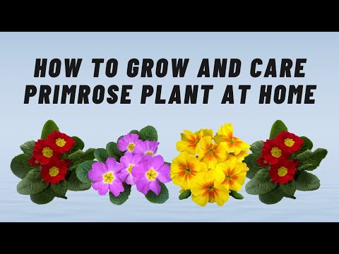 How To Grow And Care Primrose Plant At Home Brilliant House Plant