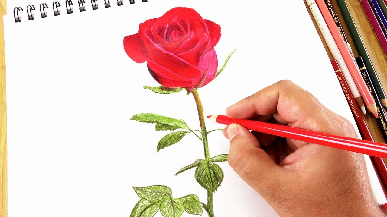 رسم ورد جوري ملون