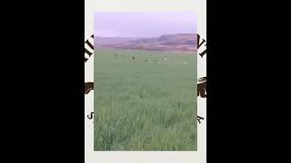 Amaphisi Vs Umziki Abazingeli Batsumi Amaphisi Greyhounds Hunting ...