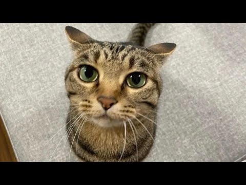 Rocket League But With Bad Editing Youtube