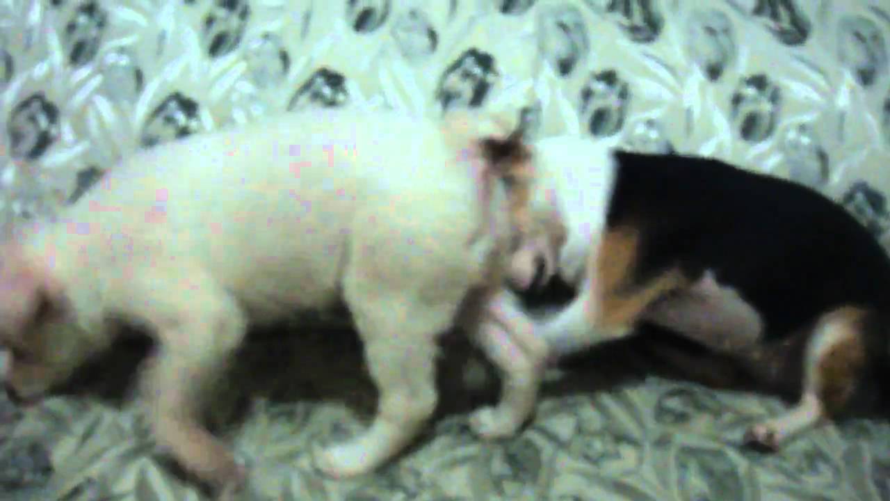 Aspin Vs Chihuahua Part 1 Youtube