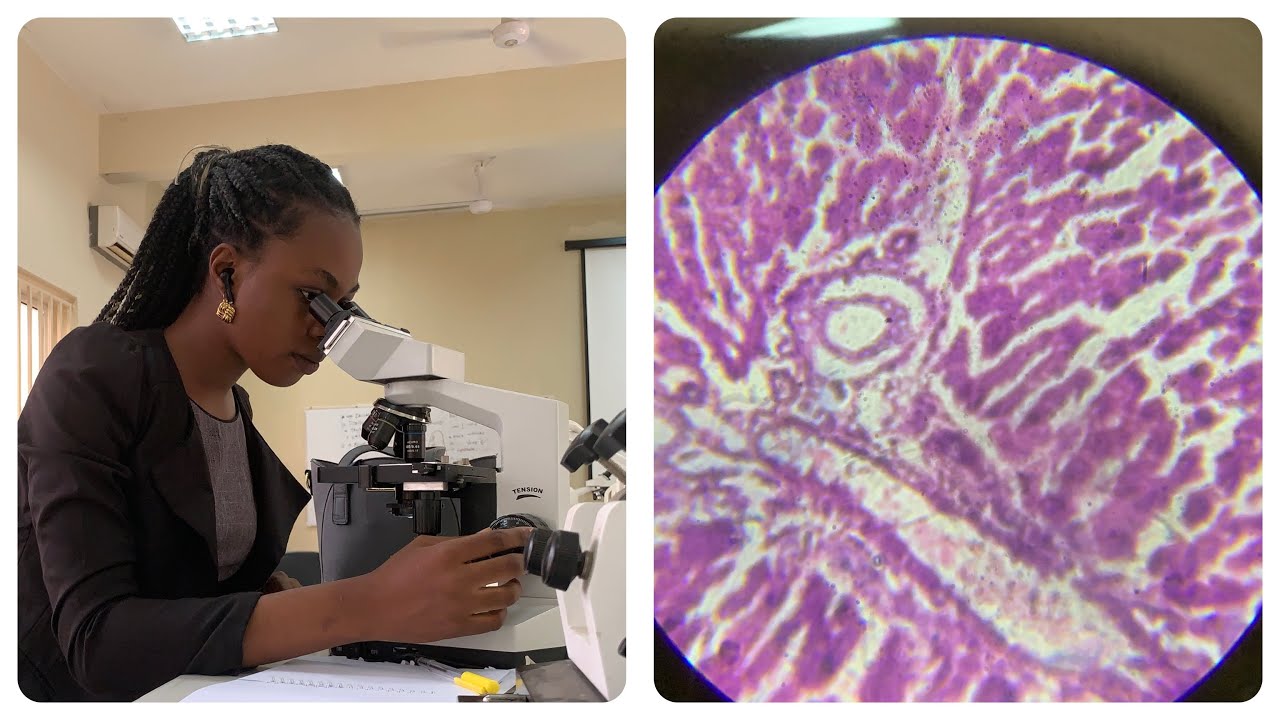 How To Use A Microscope Microscope Anatomy Histology