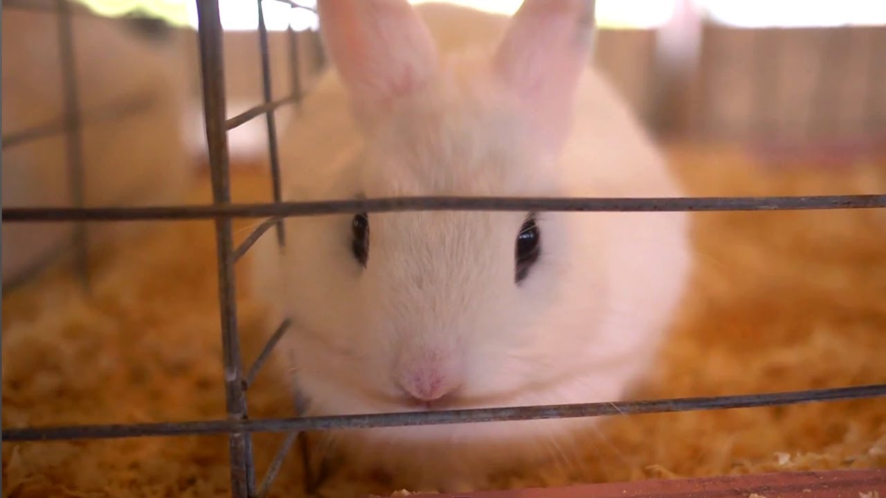 Brown Dwarf Hotot