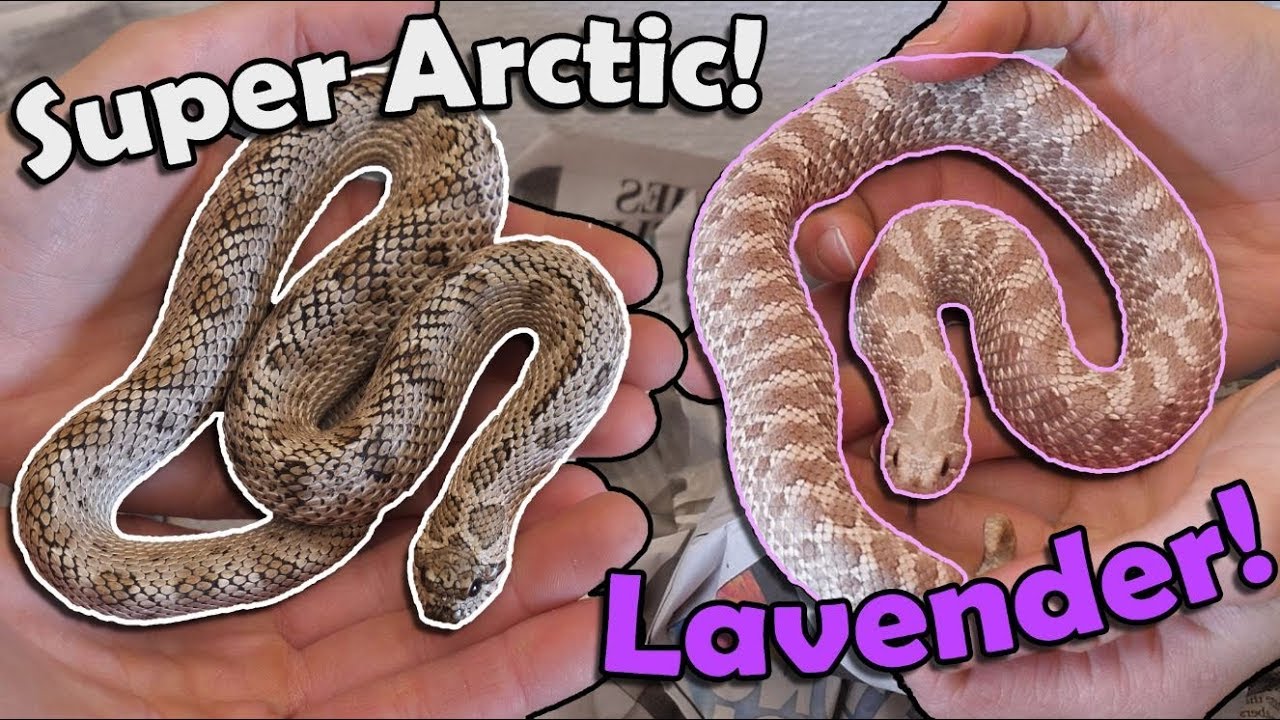 Unboxing Fancy Morph Hognoses Youtube