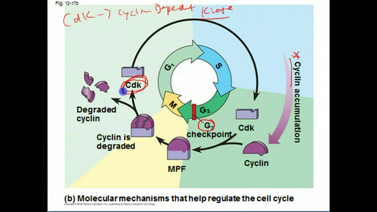 Cell Cycle Checkpoints Cyclin