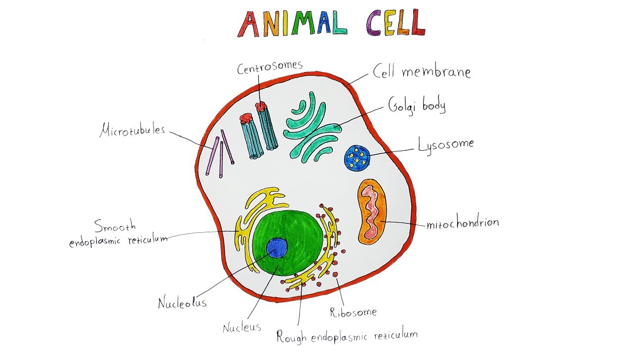 Simple Animal Cell For Kids 5 Fascinating Animal Cell Facts For Kids