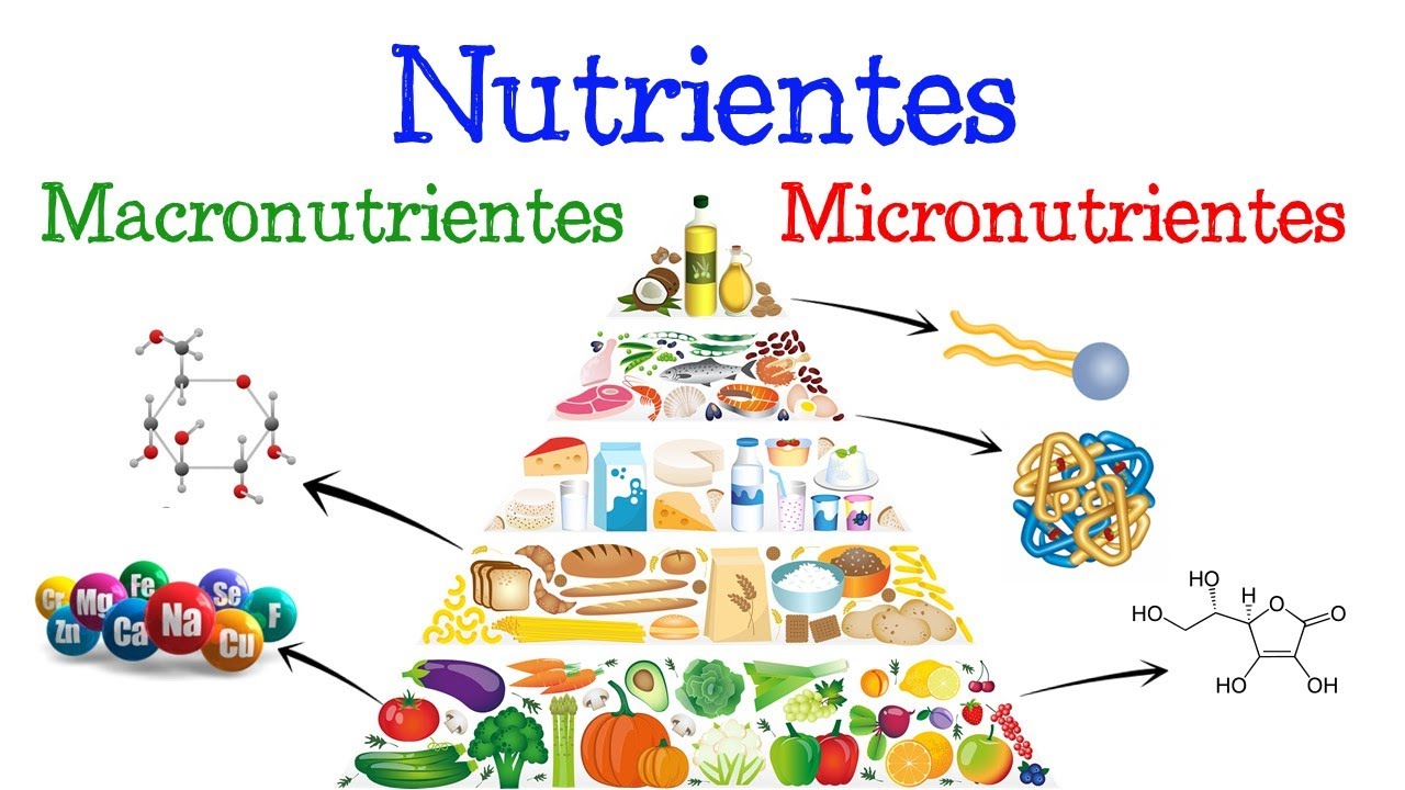 рџ ґ Nutrientes Macronutrientes Y Micronutrientes рџ ґ вїquг Son Fгўcil Y