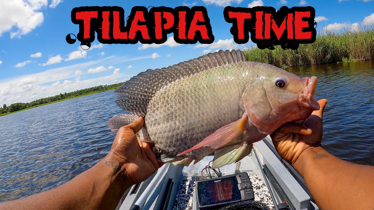 Can Tilapia Eat Worms At Jesse Sauers Blog
