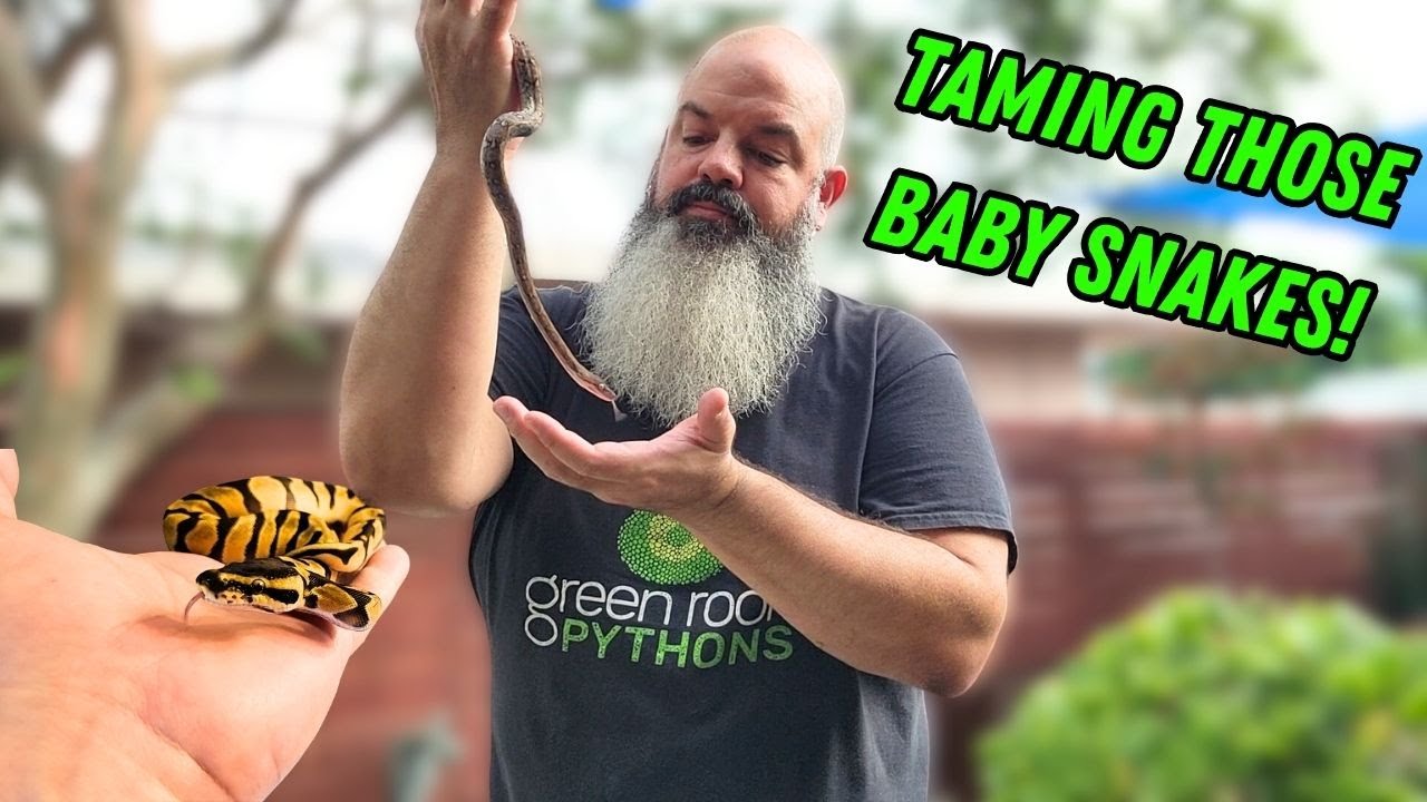 Taming Some Baby Snakes Youtube