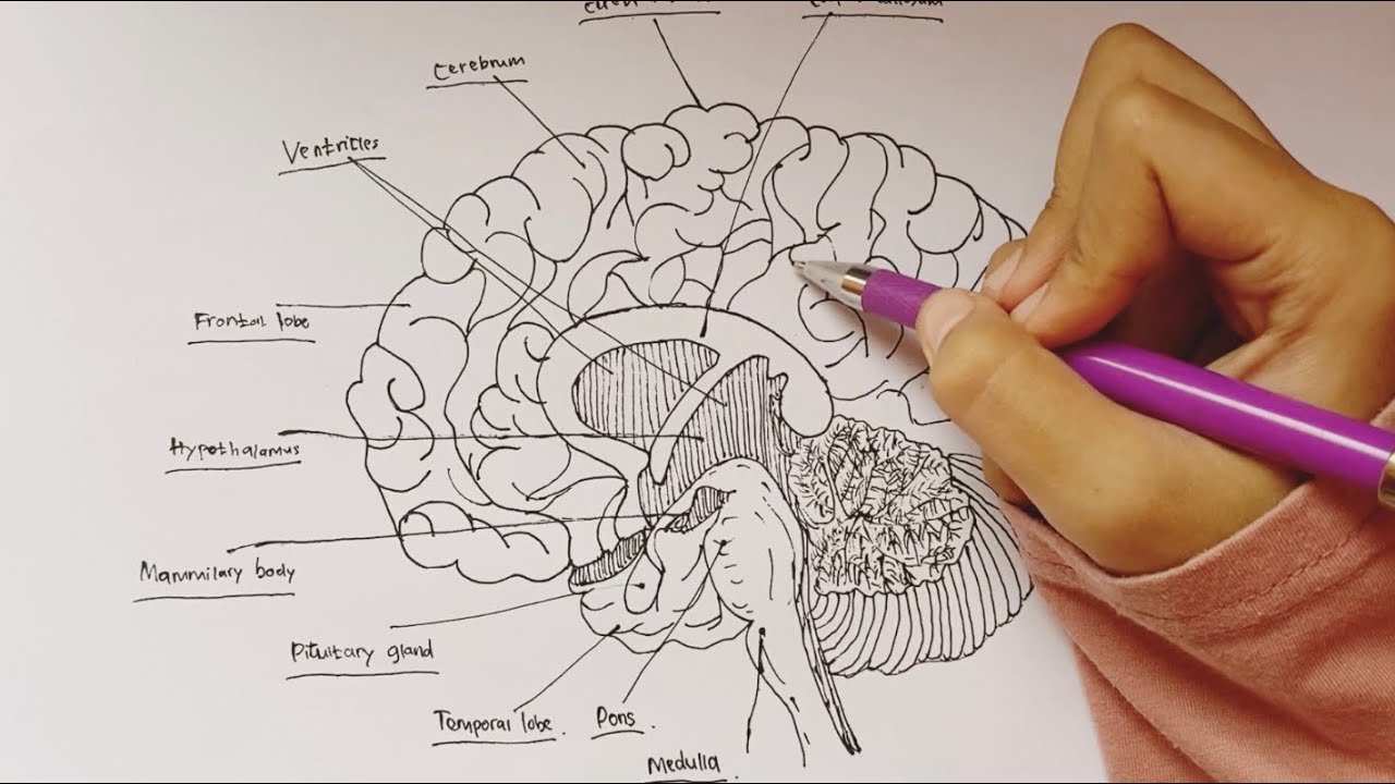 Struktur Otak Brain Structures Youtube