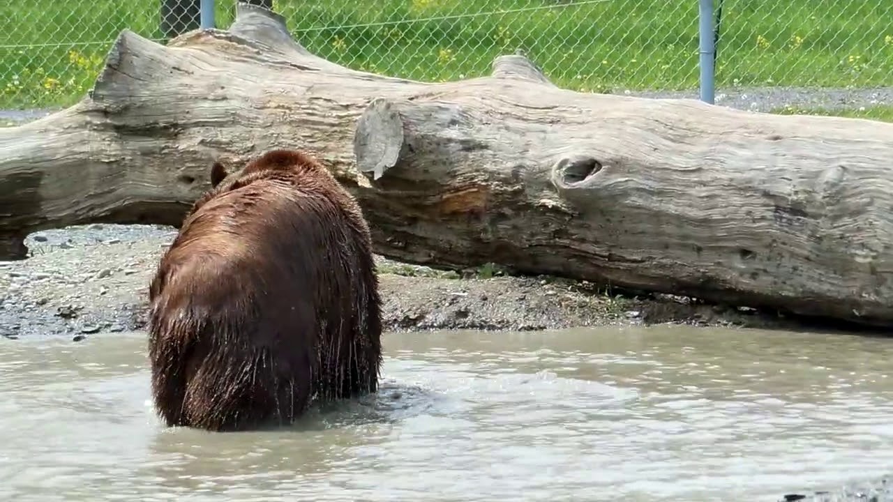 Leo Playing In His Pond With His Favorite Ball Youtube