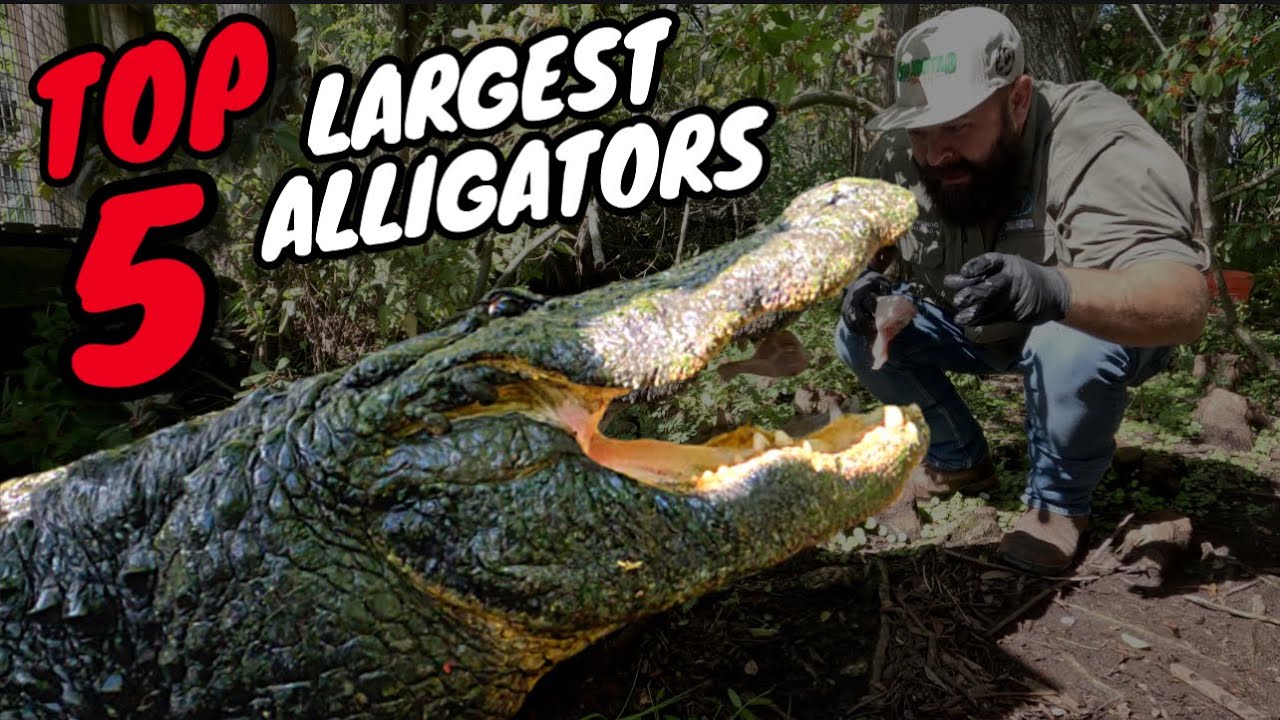 Top 5 Largest Alligators At Gatorland Youtube