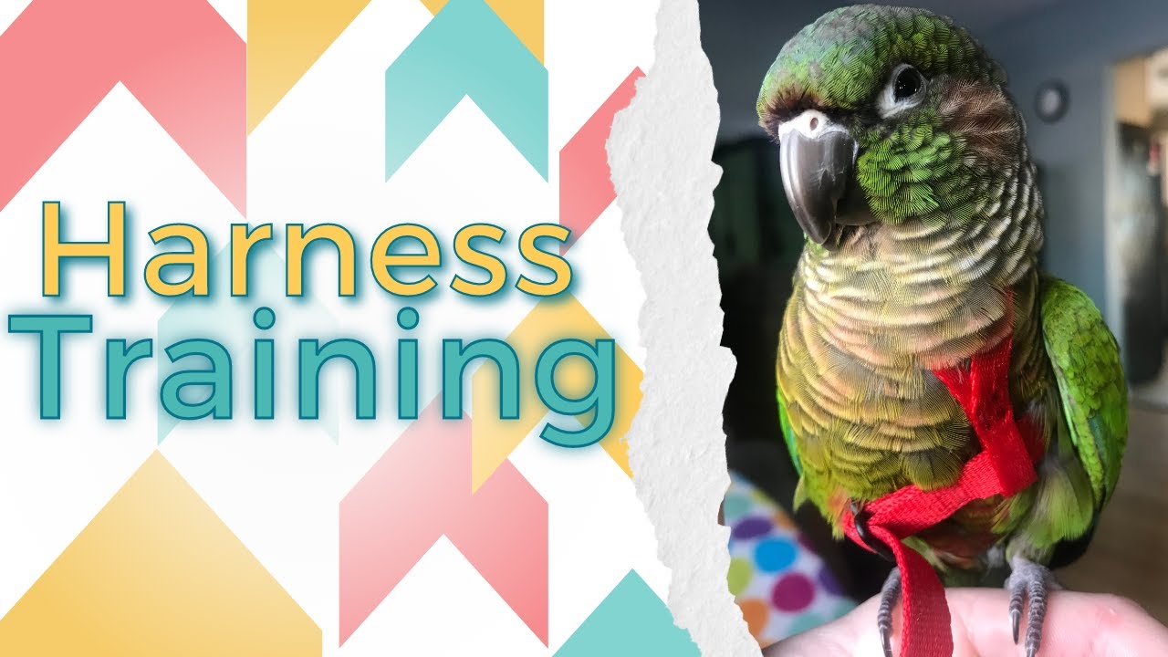 Harness Training Training Tutorial Youtube
