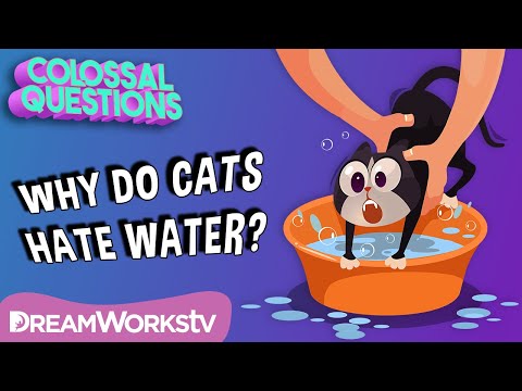 Why Do Cats Hate Water Colossal Questions Safe Videos For Kids