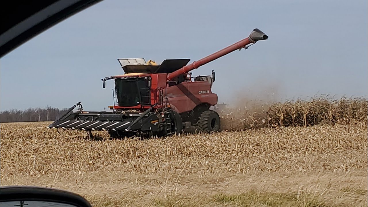 Corn Harvest 2020 Case Ih 7150 Blacked Out Combine Harvesting рџњѕ Youtube