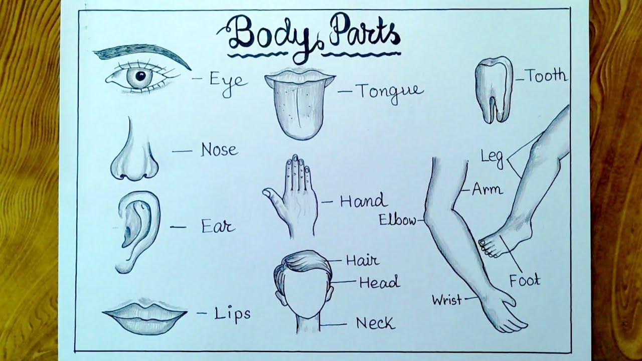 How To Draw Body Parts Infoupdate Org
