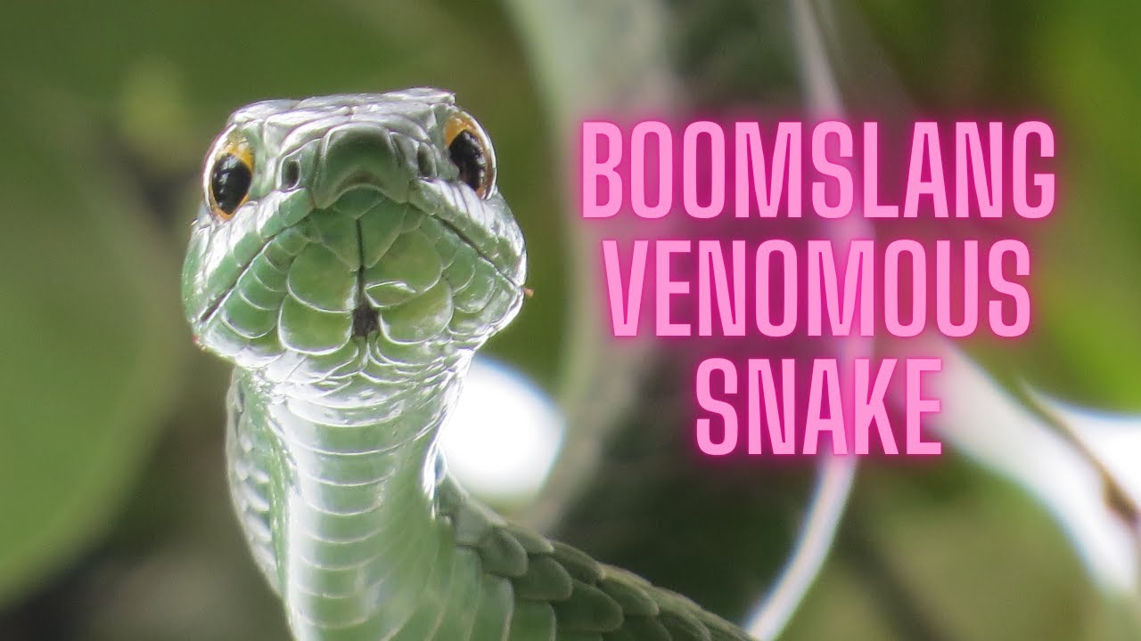 Boomslang Venomous Snake Youtube