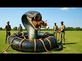 Heroic Rescue Team Saves Innocent Cow From Giant King Cobra Attack ...