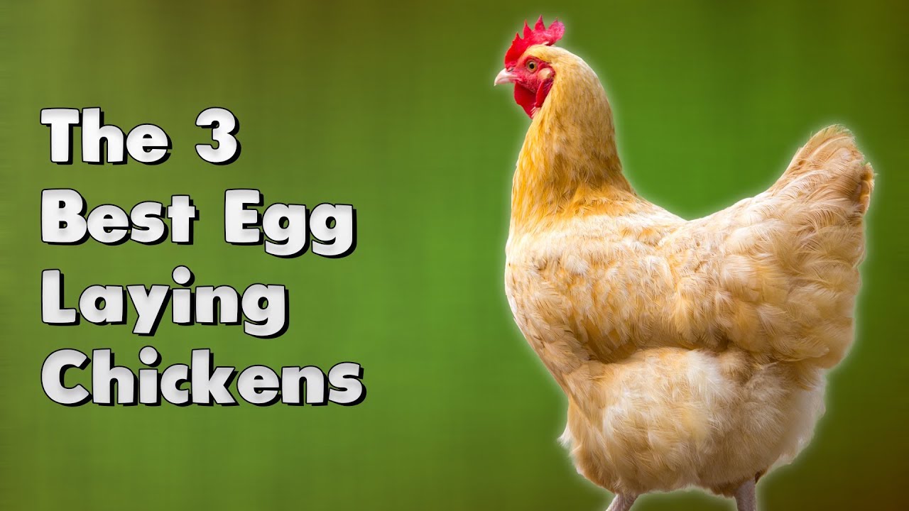 Egg Laying Chickens For Beginners