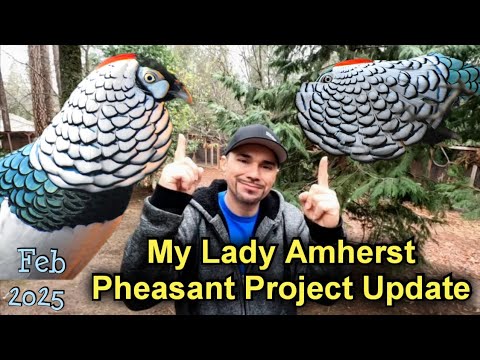 Lady Amherst Pheasant Update 2 25 Youtube