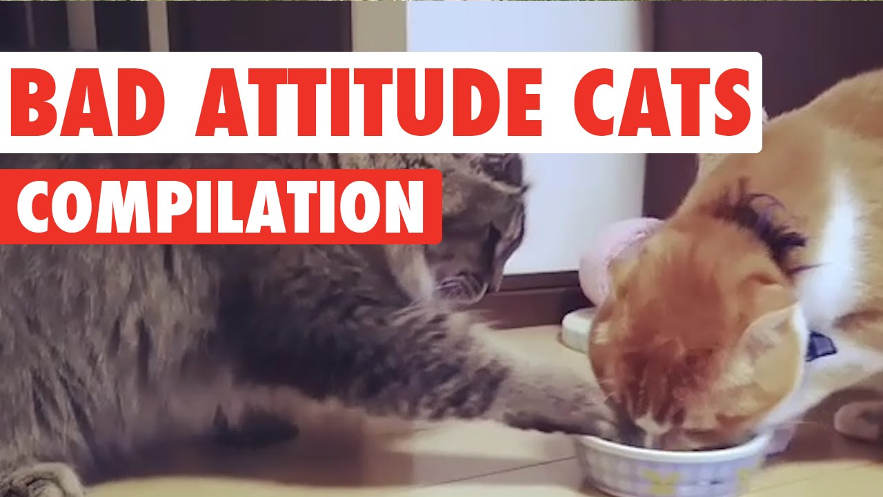 Cats Who Are Cooler Than You Video Compilation 2016